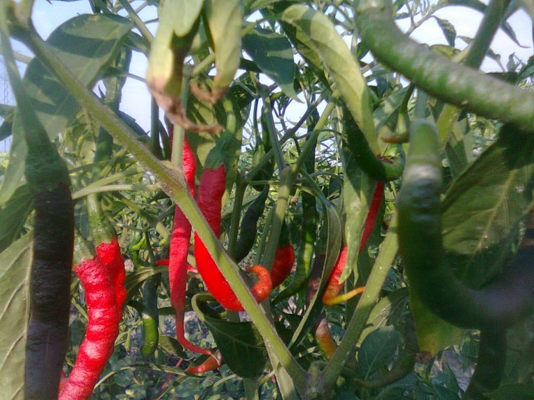 Usia/Umur Cabe Siap Dipanen Berapa Bulan? - Tips Petani