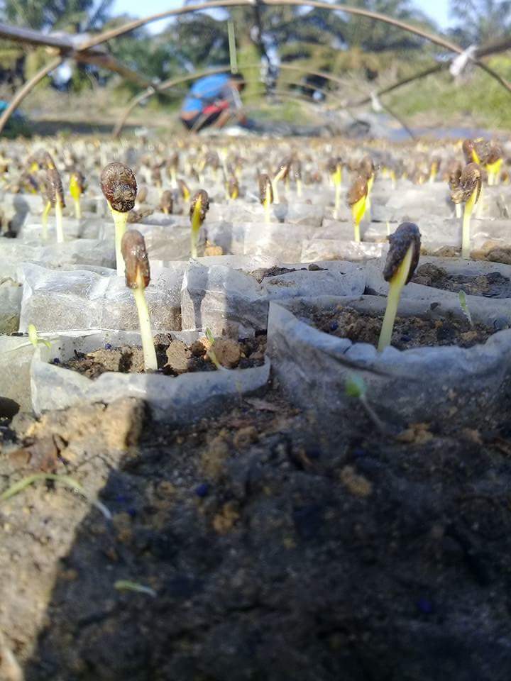 Dormansi Kuncup Pada Tumbuhan - Tips Petani