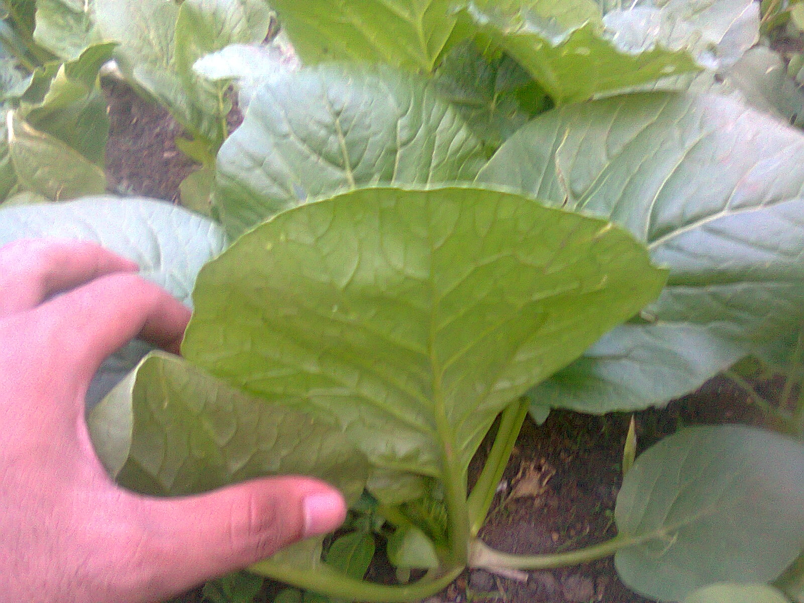 Ciri Terjadinya Peristiwa Etiolasi Pada Tumbuhan - Tips Petani