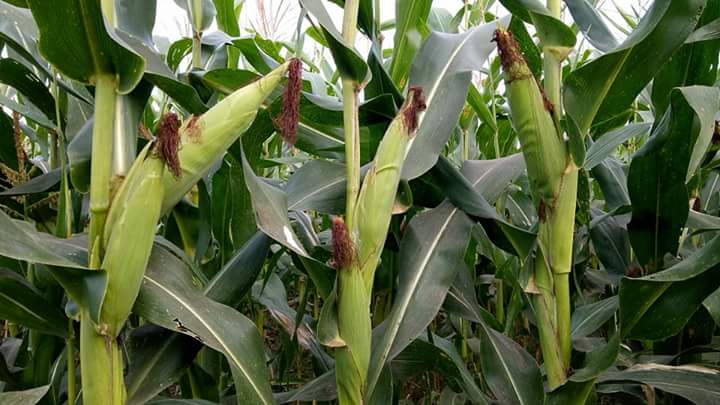 Pengertian, Tujuan, Manfaat dan Kekurangan Rotasi Tanaman - Tips Petani