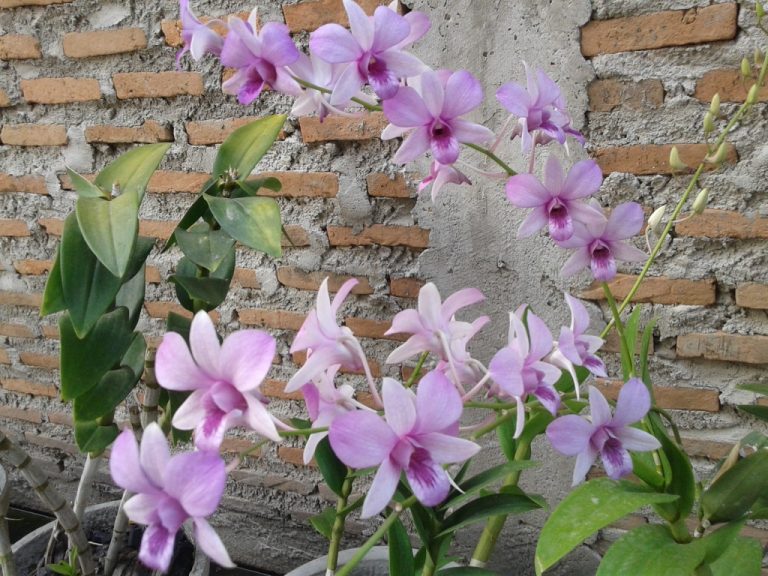 Cara Budidaya Bunga Anggrek yang Sangat Menguntungkan Bagi Petani ...