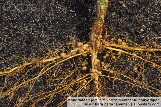 Pengertian, Jenis-Jenis, Contoh dan Pengaruh Mikoriza Terhadap Tanaman ...