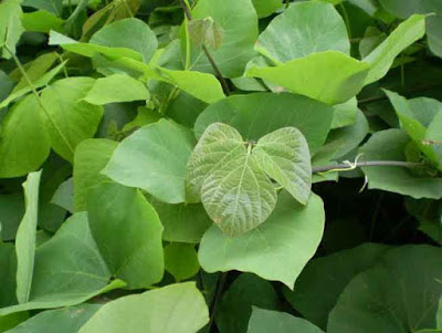 Contoh dan Gambar Gulma Berdaun Lebar dan Sempit/Kecil - Tips Petani