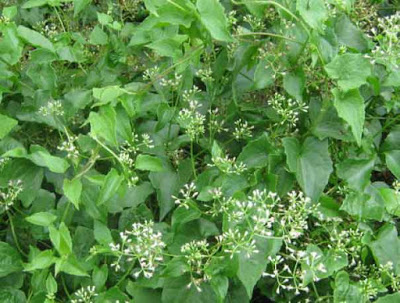 Contoh dan Gambar Gulma Berdaun Lebar dan Sempit/Kecil - Tips Petani