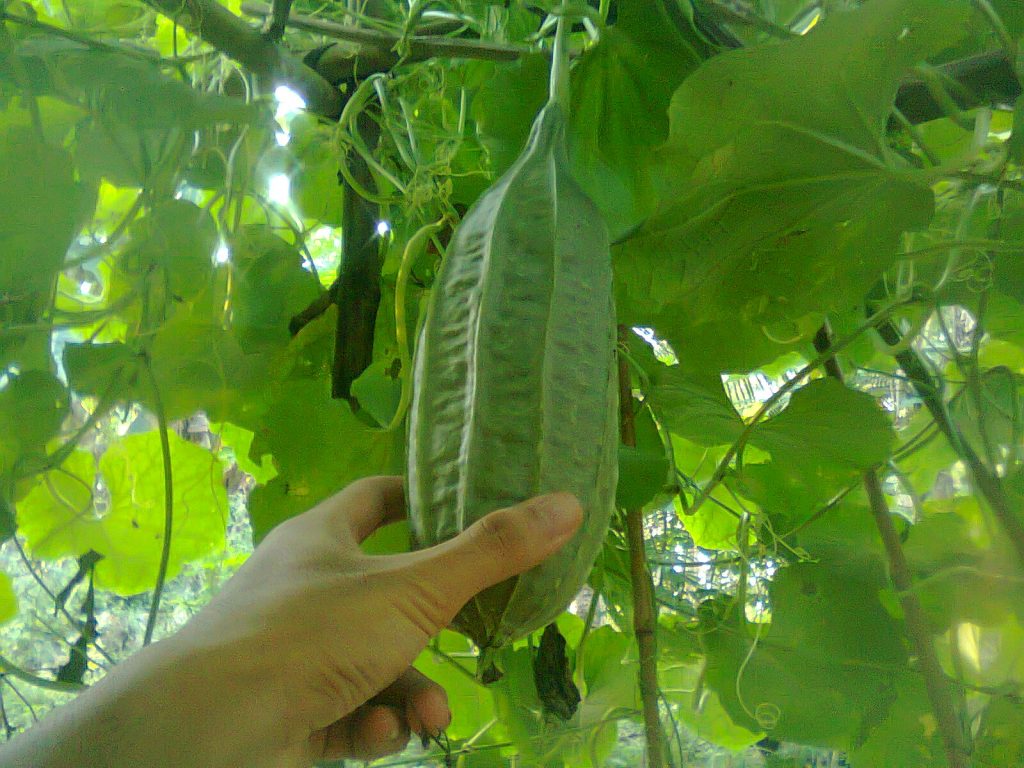 Manfaat/Fungsi dan Peranan Pengajiran (Pemberian Tiang Ajir) Pada ...