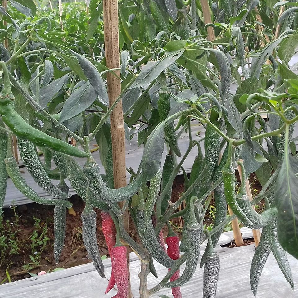 Cara Memperbanyak Ranting, Bunga dan Daun Pada Tanaman Cabai - Tips Petani