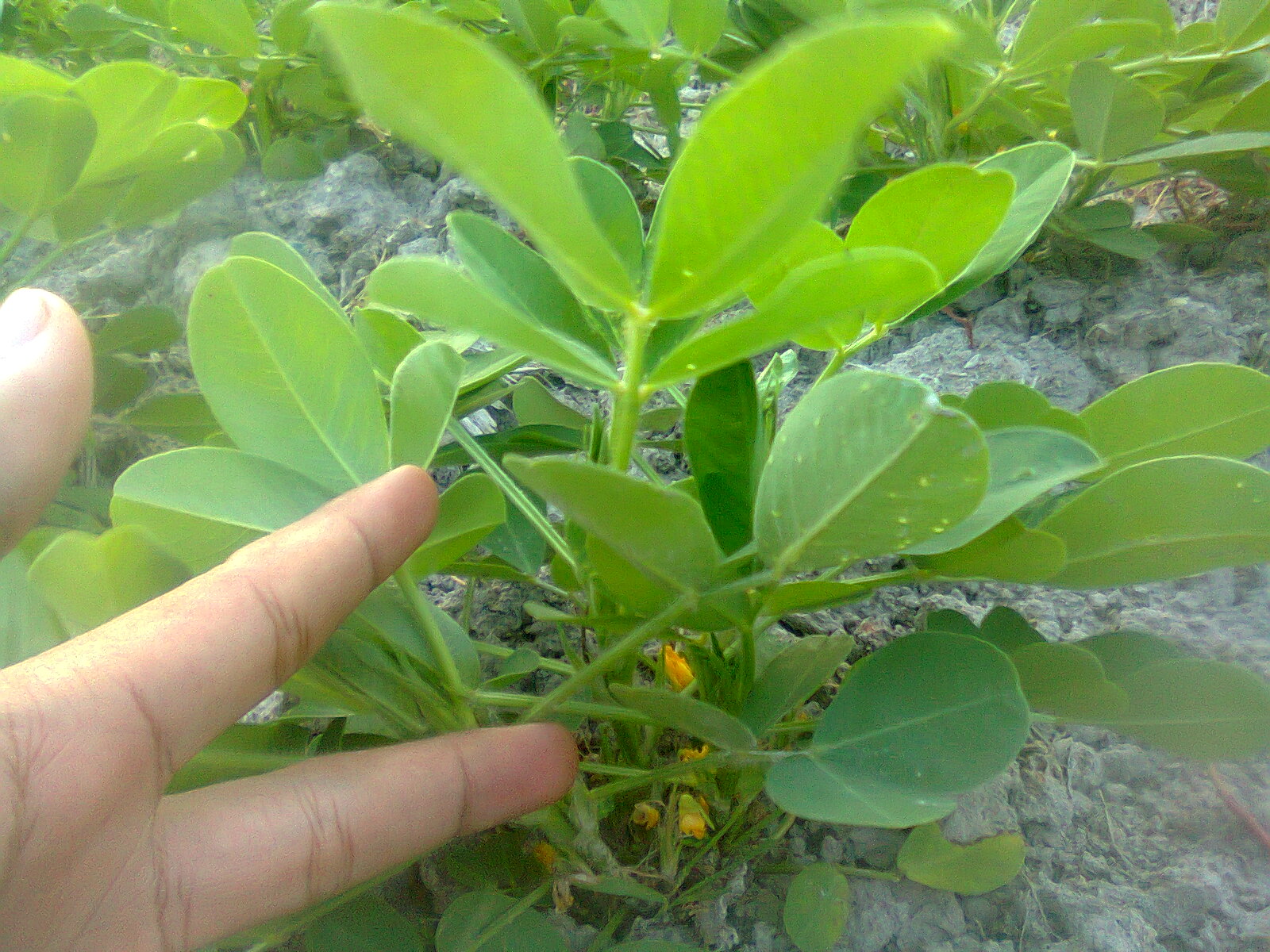 Peranan, Fungsi, dan Manfaat Mikroorganisme dalam Biofertilizer - Tips ...