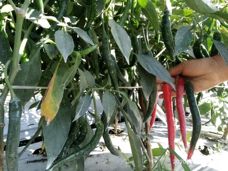 Cara Memasang Tali Pengikat Ajir/Tiang Penyangga Pada Tanaman Cabe ...