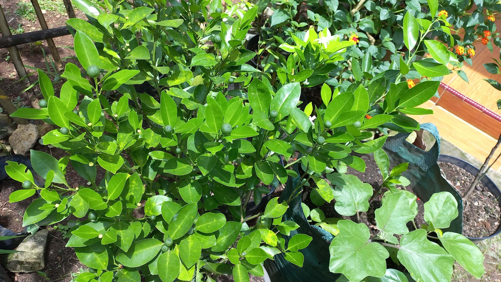 Cara Agar Tanaman Jeruk Tongheng/Jeruk Kunci Dalam Pot (Tabulampot) Terus Berbunga dan Berbuah ...